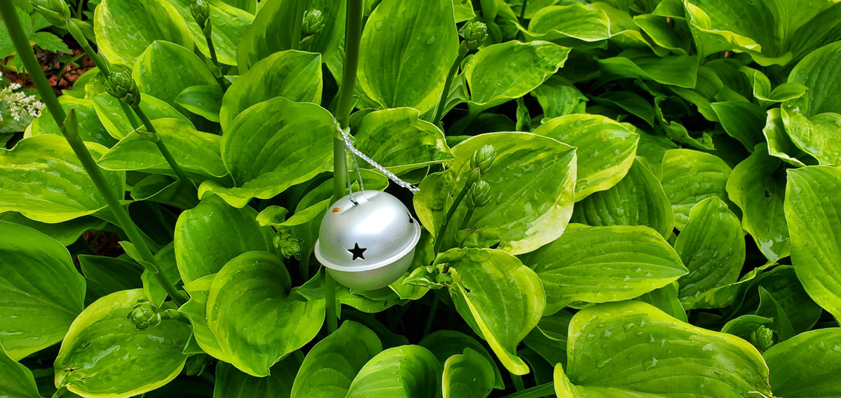 Local History | Redgranite Public Library